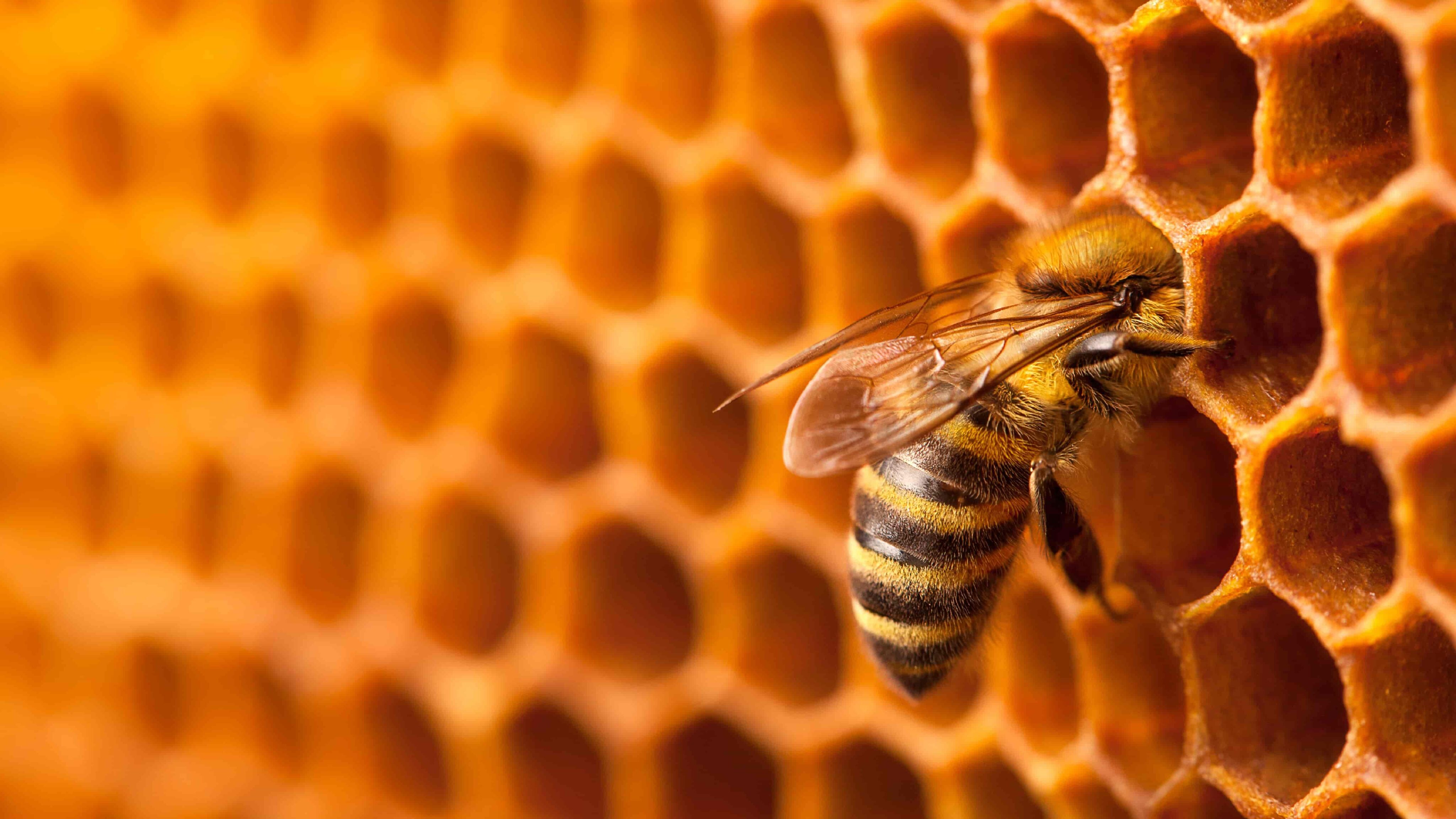 The Hivemind: When Everyone Moves